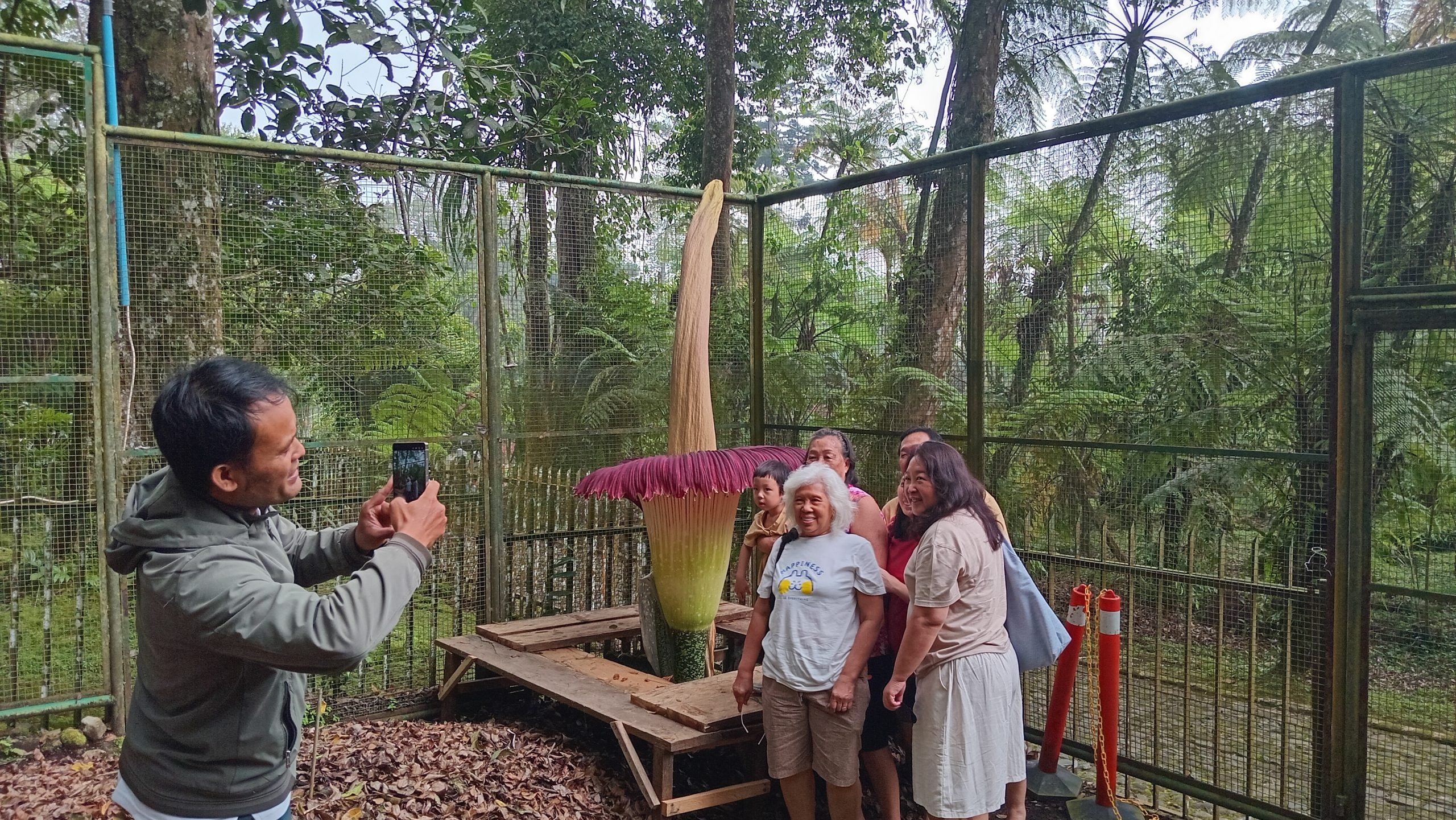 Momen Langka, Bunga Bangkai Raksasa di Kebun Raya Cibodas Mekar Lebih ...